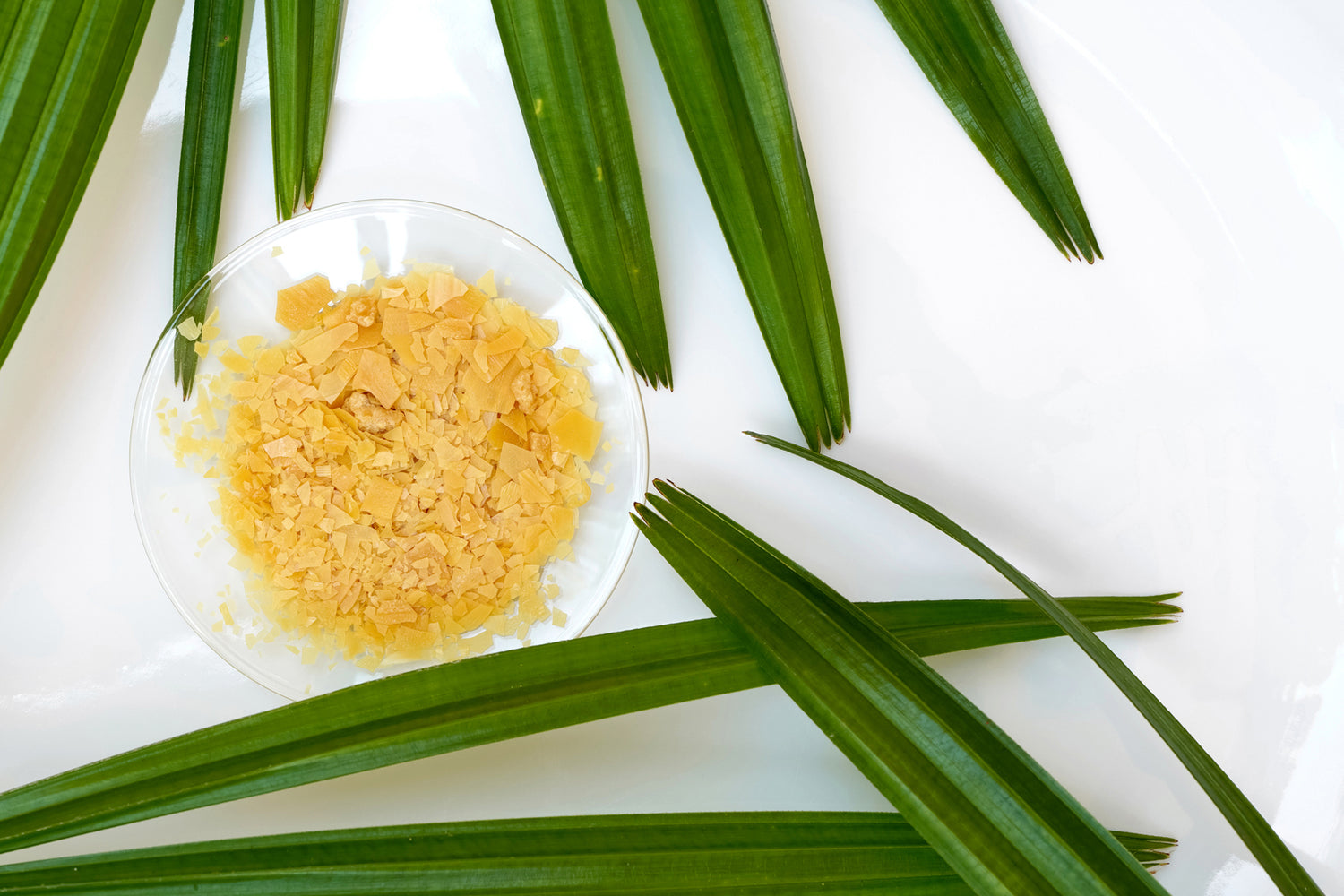 Pure, Powerful, Perfect – Zymöl