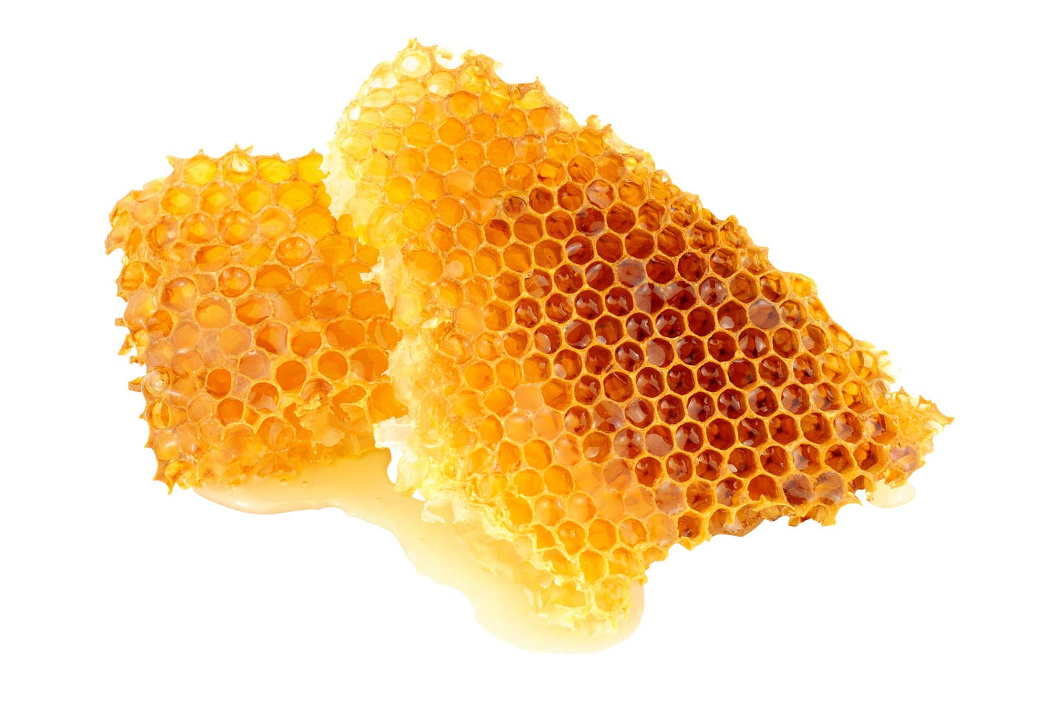 Pure, Powerful, Perfect – Zymöl